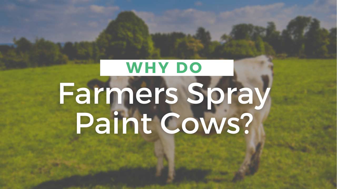 ¿Por qué los agricultores pintan las vacas con spray? - Spray Super Fácil